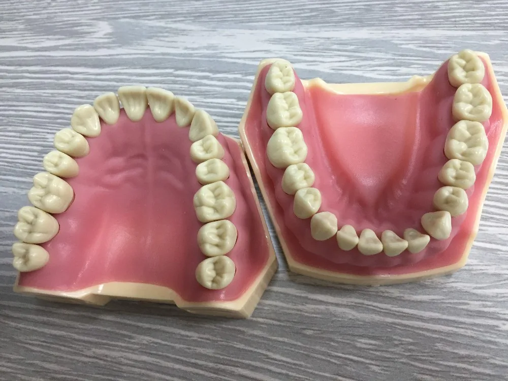 Frasaco Typodont Teeth - Ideal for Dental Student Practice