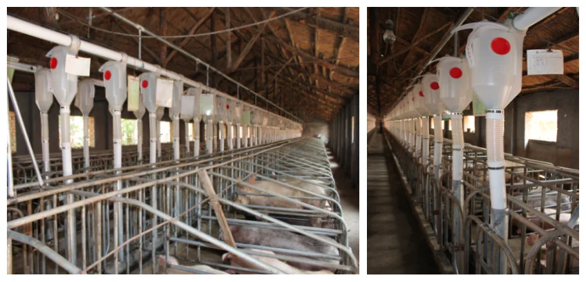 Goldenest Automatic Pig Feeding System - Efficient Farming