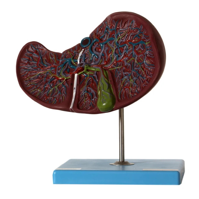 Gd/a12009 lever en de galblaas medisch model( anatomisch model ...