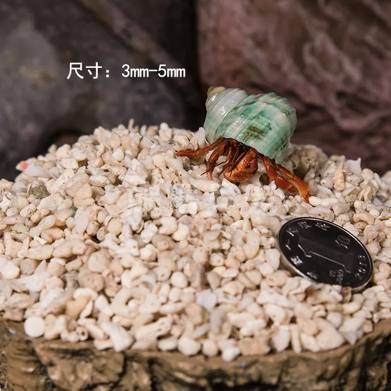 Green Tower Sea Snail - Natural Shell Conch Decor Gifts