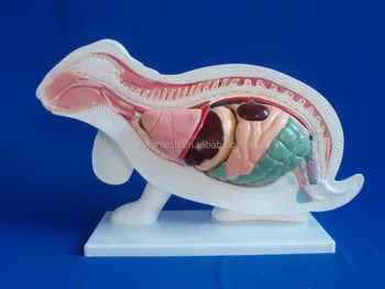Rabbit Dissection Model - Buy Rabbit Dissection,Rabbit Model,Anatomical ...