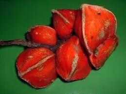 High Quality Katemfe Extract / Natural Sweetener Thaumatin - Buy ...