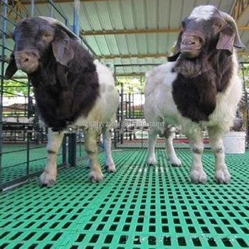 Modern Boer Goat Poultry Farm Shed Design - Buy Goat Farm Design,Design ...