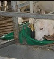 Goat Drinking Water System - Efficient & Durable Solutions