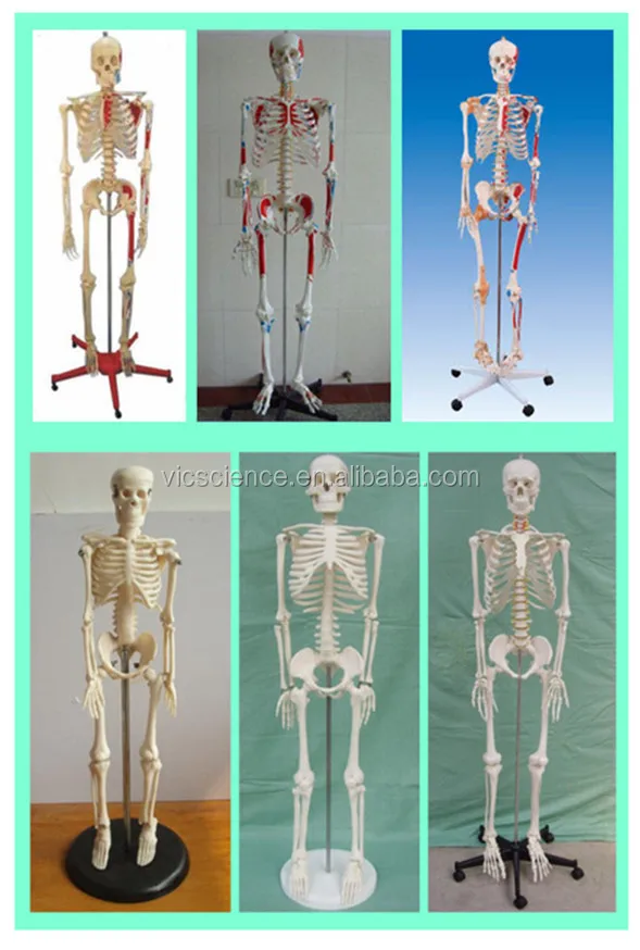 Medical Teaching Dolls First Aid Manikins Male Or Female Whole Body ...