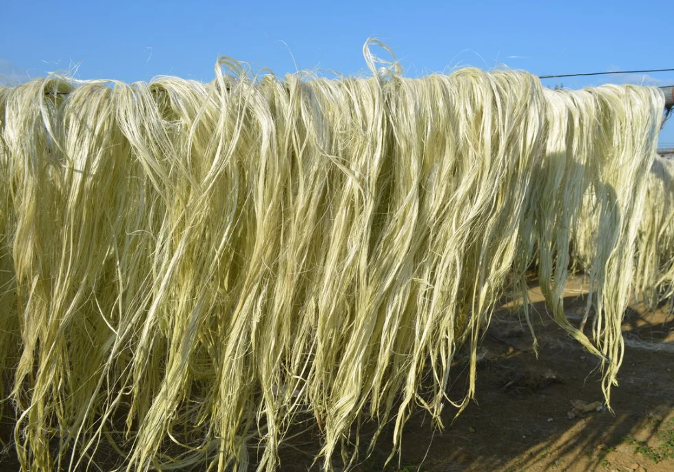 100% Natural Sisal Fiber/ug Sisal Fibre /bleaching Sisal Fiber For ...