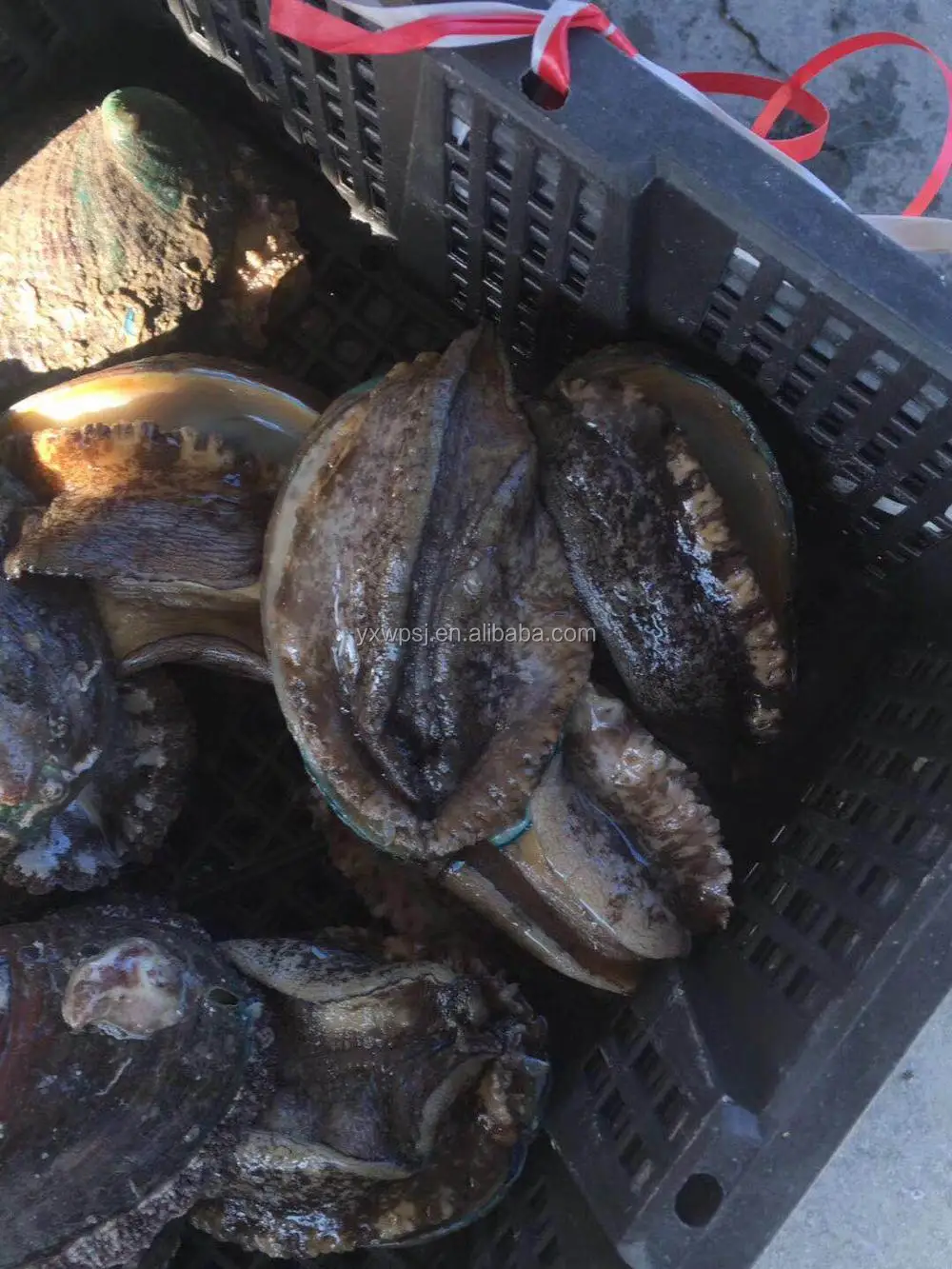 Abalone Basket - High Quality Seafood Transport Solution
