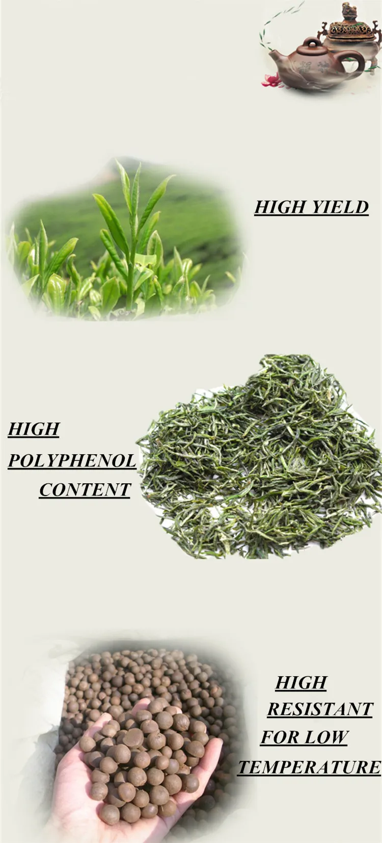 2019 Fresh Tea Seeds/tea Tree Seeds For Sale - Buy Kenya Green Tea,Tea ...