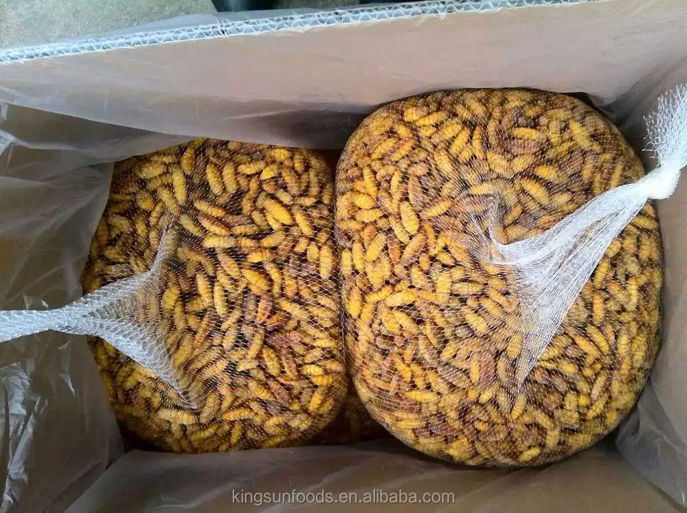 Human Food Silkworm Chrysalis - Buy Silkworm,Human Food Silkworm ...