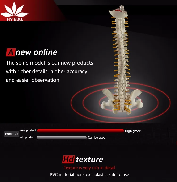 Middle-sized Flexible Vertebral Column Spine With Femur Heads And ...