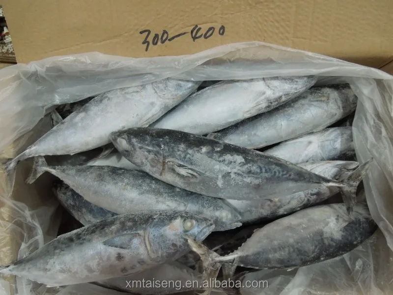 Hot Sale Frozen Bonito Fish With Competitive Prices - Buy Best ...