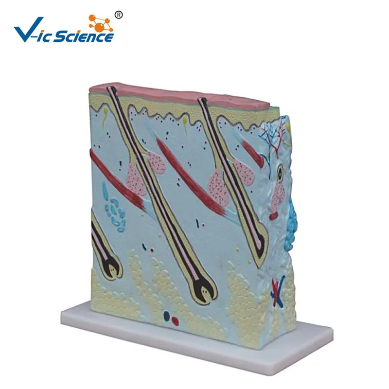 Anatomical Models Inmedical Sciencen Medical Advanced Pvc Enlarged ...