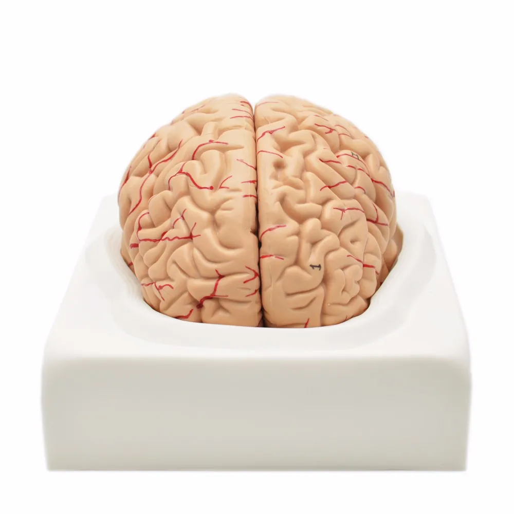 Anatomical Human Plastic Brain Teaching Model - Buy Anatomical Human ... Anatomical Human Plastic Brain Teaching Model - Buy Anatomical Human ...