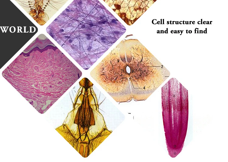 Fungi Microscope Prepared Slides - Penicillium & Aspergillus