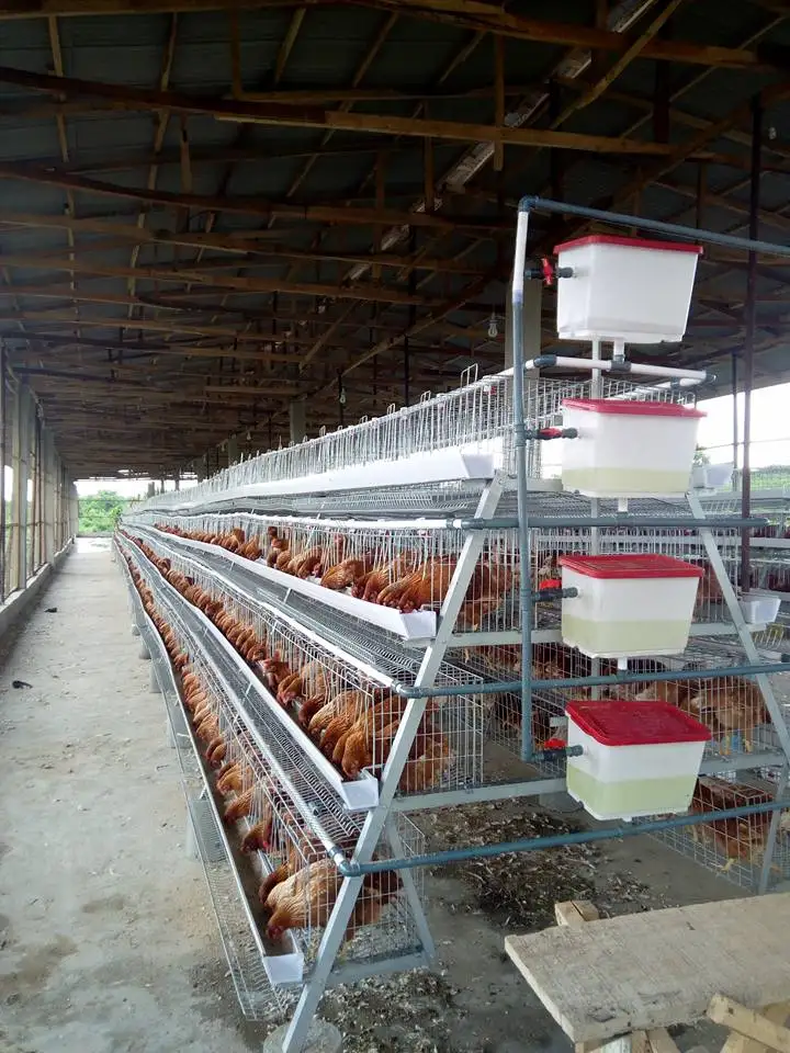Poultry Farm Animal Cages Chicken Hens Breeding Laying Cage Equipment ...