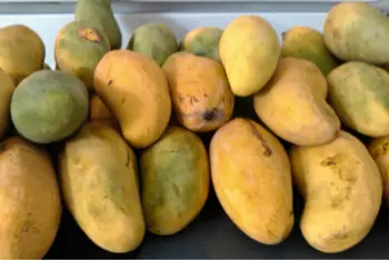 Sindri,Chausa,Langra Mangos - Buy Fresh Mango Product on Alibaba.com