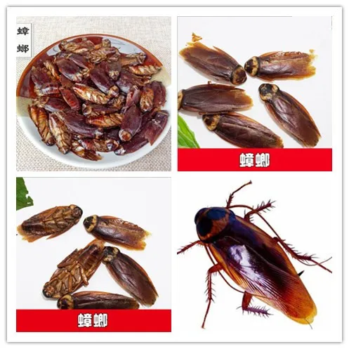 Zhang Lang High Quality Blattodea Anti-tumor Natural Dried Cockroach ...