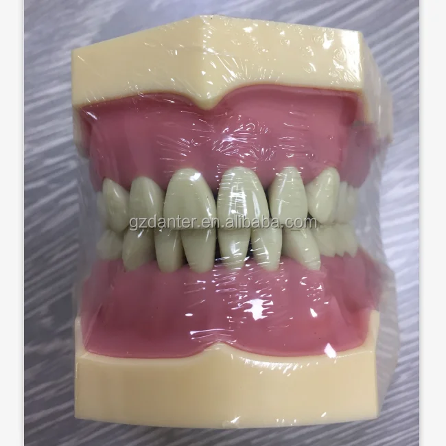 Educational Dental Anatomy Typodont Model with 28 Teeth