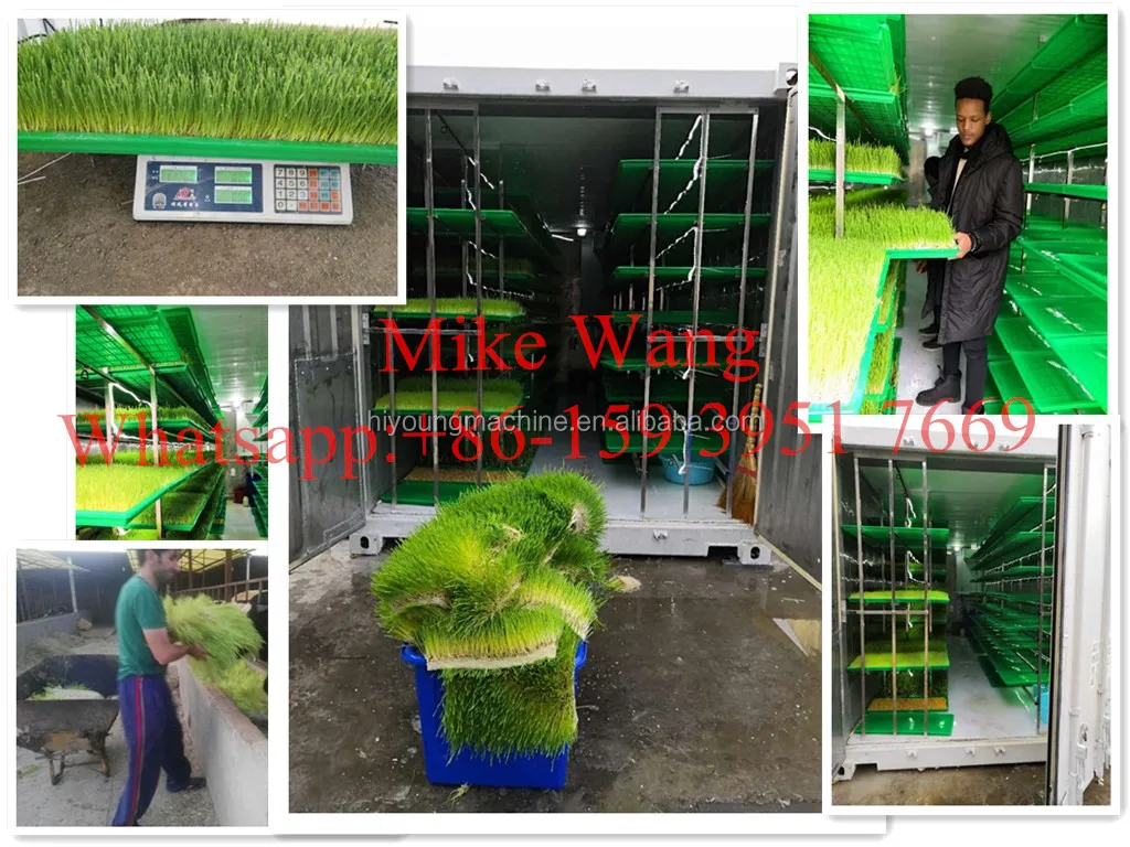 Container Type Automatic Barley Green Grass Hydroponic Fodder Solutions ...