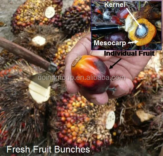 Hot Sale In Nigeria 5t/h Palm Nut Kernel Cracker And Separator Machine ...