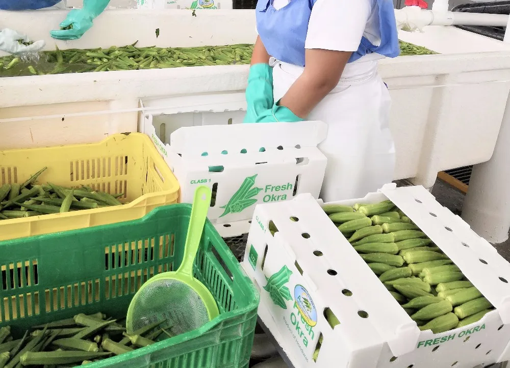 Fresh Okra Recyclable Durable Plastic Packaging Boxes Pp Polypropylene ...