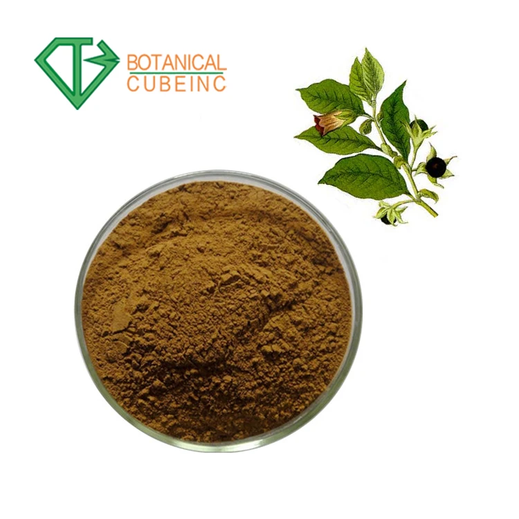 Supply Natural Great Fresh Burdock Root Arctium Lappa Extract/burdock ...