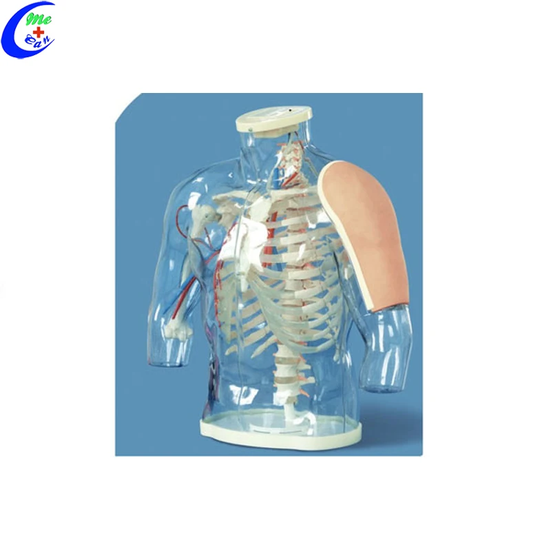 Medical Model Manikin Manikins Nursing Injection Model - Buy Medical ...