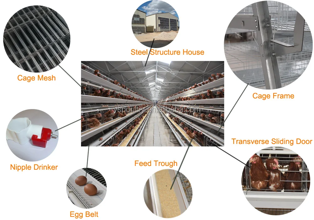 Elevated Chicken House /two Floors Poultry House Design - Buy Elevated ...