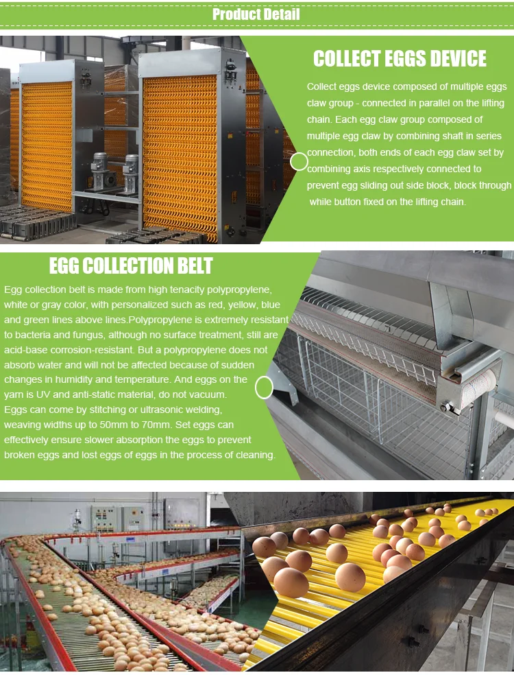 Automatic Egg Collection System For Large Scale Layer Poultry Farm ...