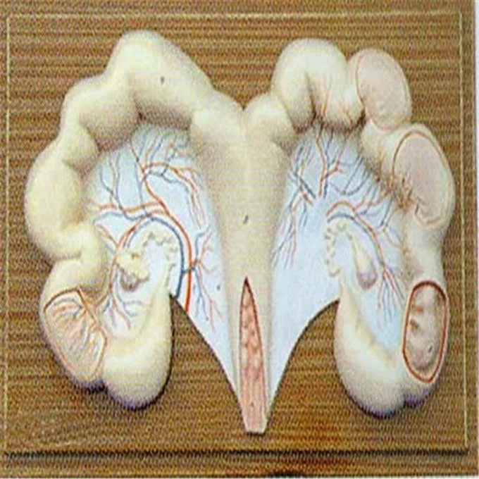 Factory Animal Veterinary Pig Uterus Anatomical Model| Alibaba.com