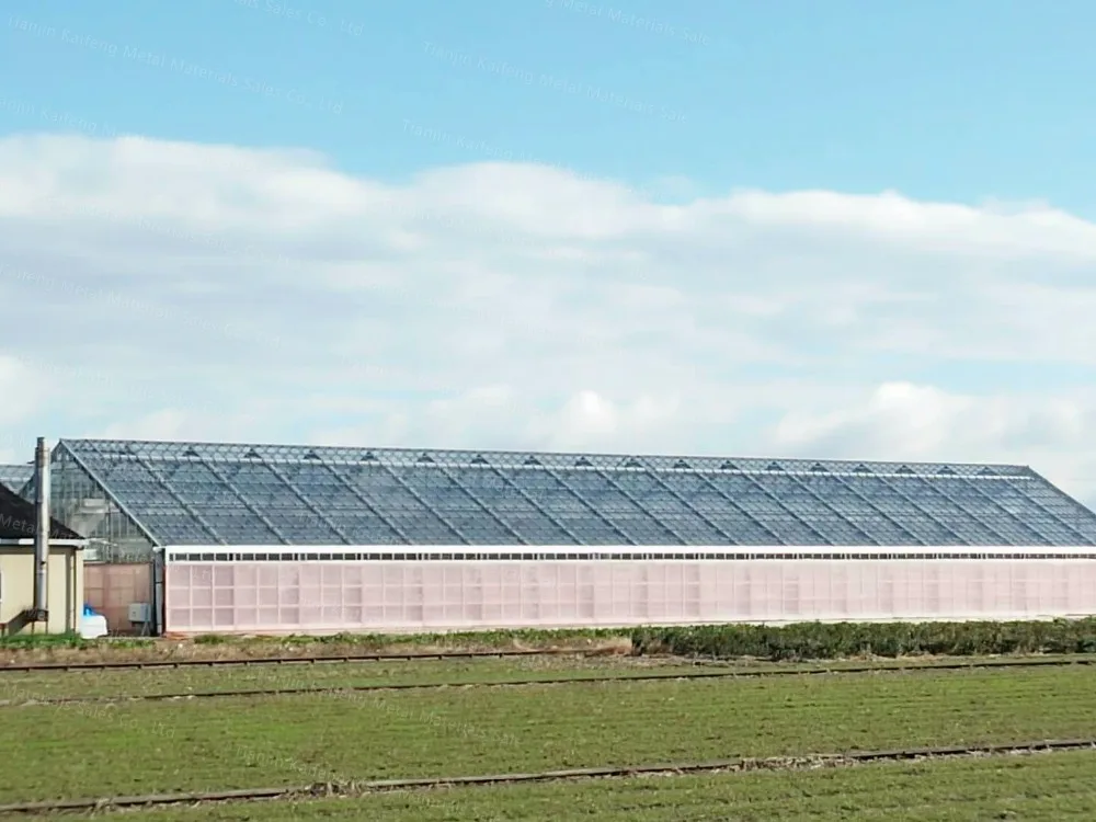 Professional Greenhouse Galvanized Steel Frame Multi-span Greenhouses ...