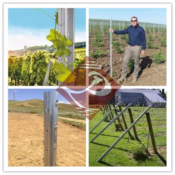 Vineyard Metal Trellis Post/grape Support Trellis - Buy Electrical ...