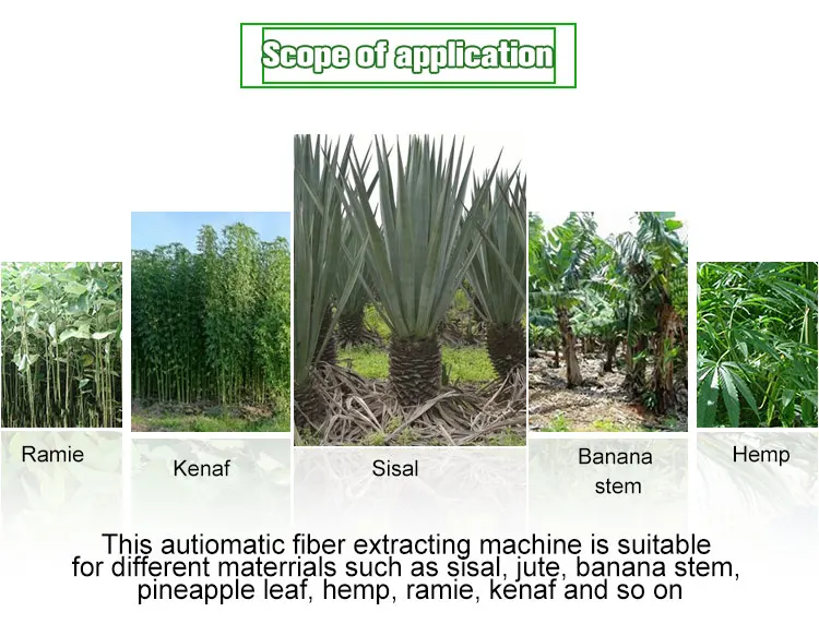 Philippines Automatic Banana Fiber Extraction Machine - Efficient Abaca ...