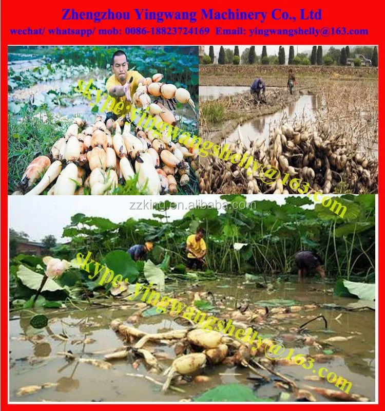 Durable Automatic Lotus Root Digger Machine Lotus Root Harvesting ...