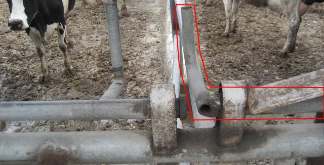 Humanized Milk: Cattle Farm Headlock for Comfort & Control