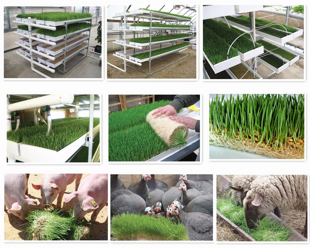 Barley Green Forage Fodder Grow Trays - Hydroponic System