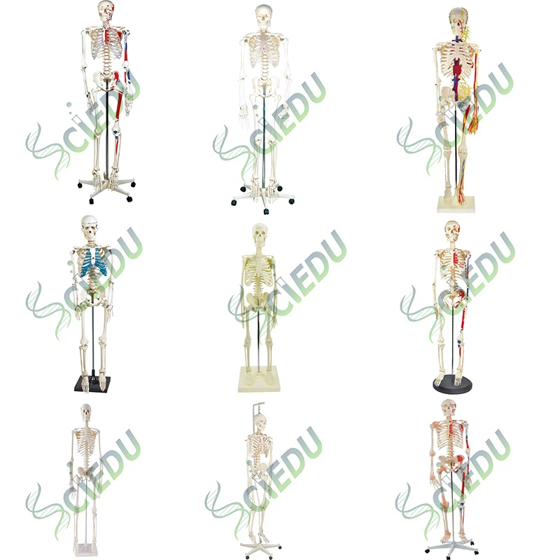 85 Cm Human Anatomy Skeleton Model - Buy 85cm Human Anatomy Skeleton Model,85cm Skeleton,Anatomy ...
