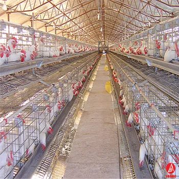 Broiler Poultry Farm Shed Design With Chicken Raising Equipment - Buy ...