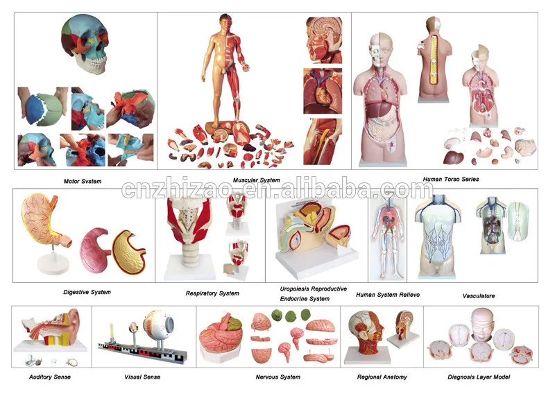 Human Female Male Genital Reproductive Organ Model For Teaching - Buy ...