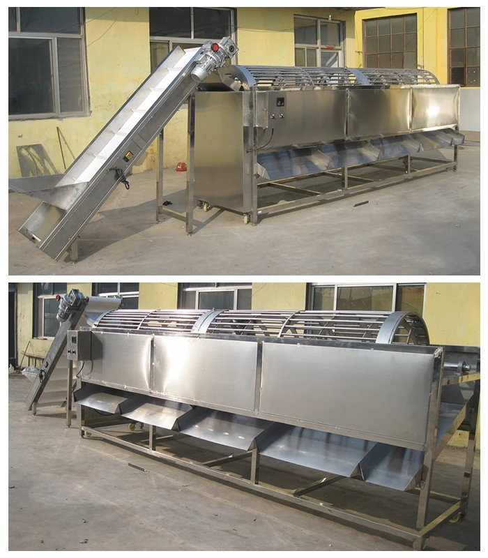 Automatic Onion Size Sorting Grader Line - Onion Grading Machine