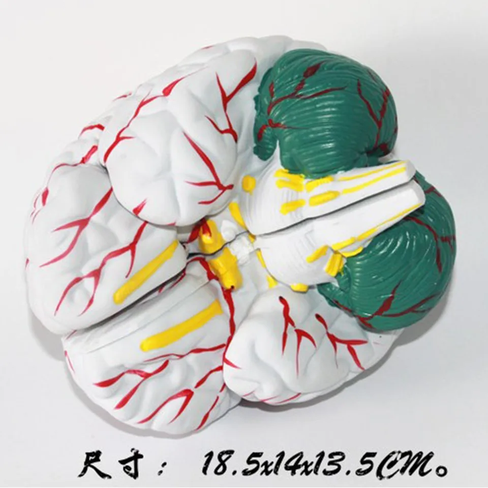 New Style High Quality Plastic Brain Model For Medical Educational ...