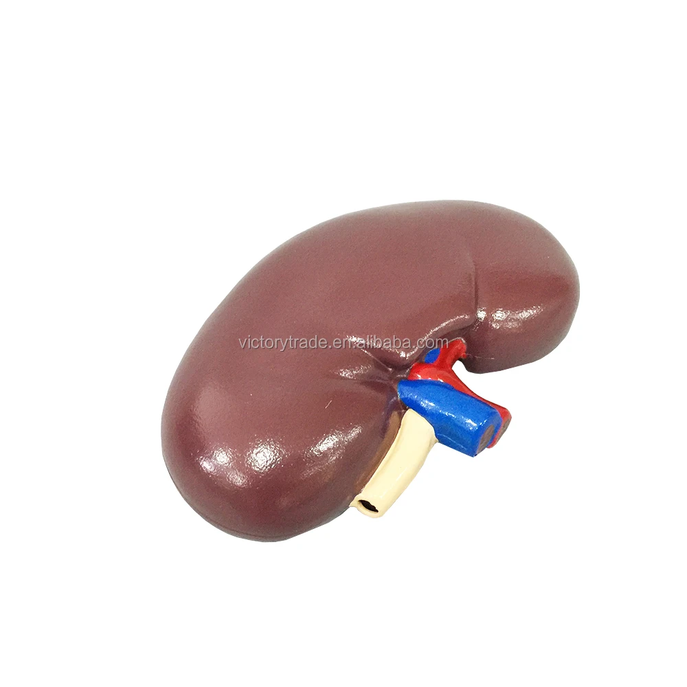 V-am061 Plastique D'organes Humains Rein Modèle D'anatomie Pour L ...