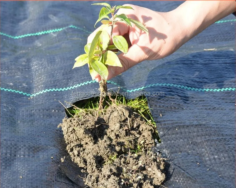 Agriculture Weed Control,Biodegradable Weed Barrier,Strawberry Plants ...