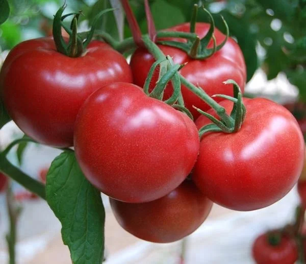 Red Star 2 Hybrid Tomato Seed Disease Resistance Vegetable Seed - Buy ...