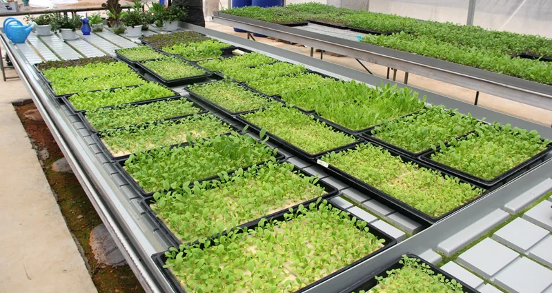 G&N Agriculture Hydroponic Float Seedling Trays Microgreens Growing ...