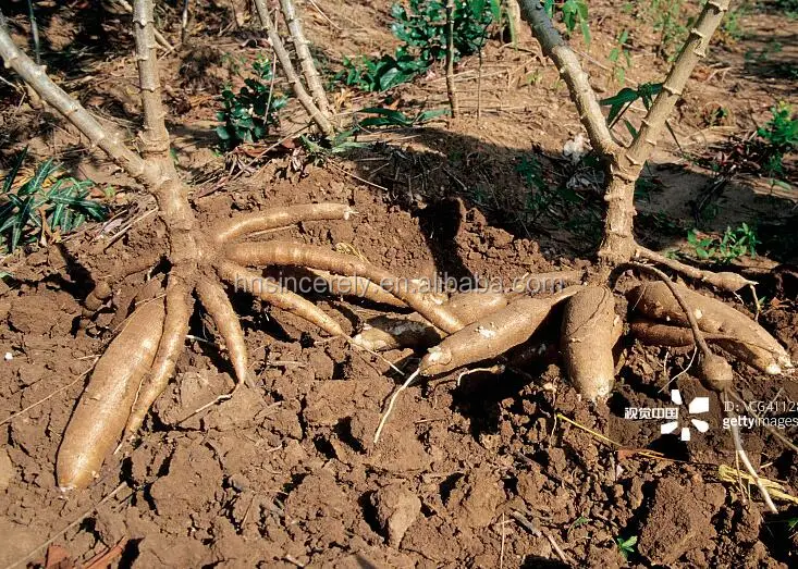 Tractor Cassava Digger Machine - High Productivity Harvesting