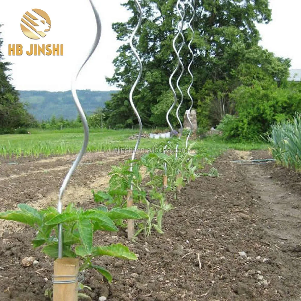 Tomato Pole,Plant Frame - Buy Plant Frame,Wire Wreath Frame,Tomato ...