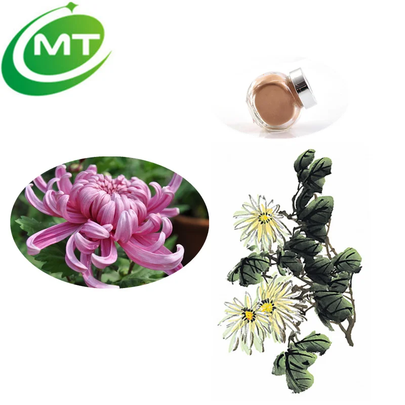 High Purity Chrysanthemum Extract Powder - Buy Chrysanthemum Extract ...