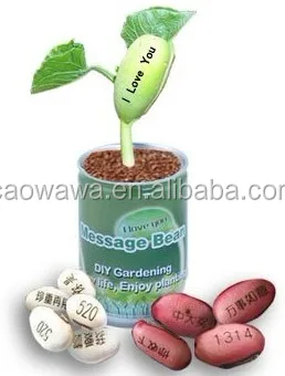 Magic Bean,Wishing Seeds,Engraved Bean - Buy Mini Plants,Magic Message ...