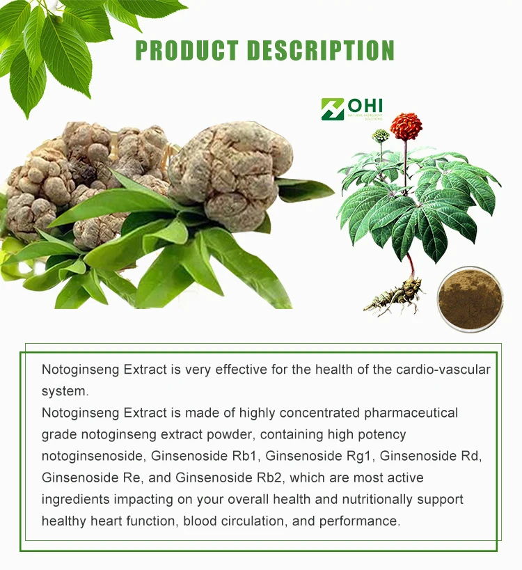 Natural Panax Notoginseng Extract Powder | Notoginseng Extract - Buy ...